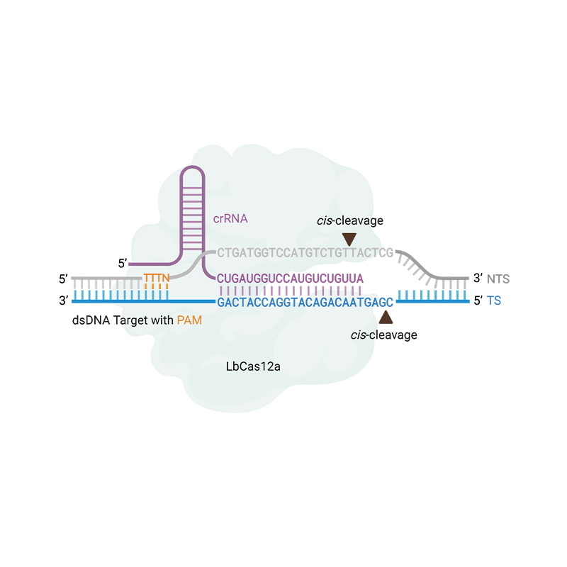 32108 LbCas12a (Cpf1) Nuclease-规格,图片,属性-上海吐露港生物科技有限公司 32108 LbCas12a (Cpf1) Nuclease-规格,图片,属性-上海吐露港生物科技有限公司