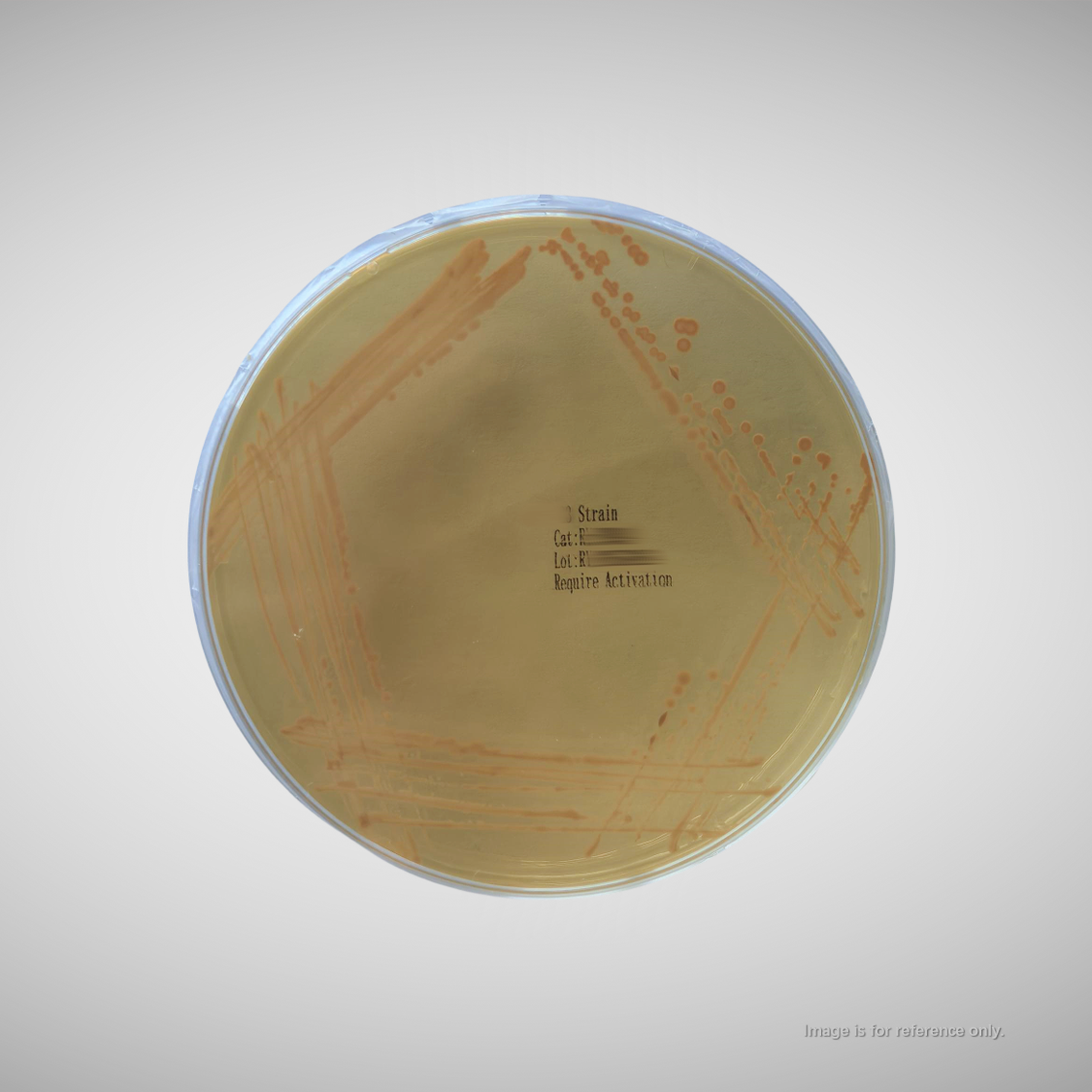Yeast Signal Peptide Detection Vector Kit