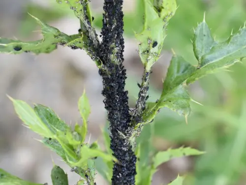 Black bean aphid store