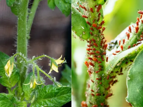 Aphids on tomatoes store